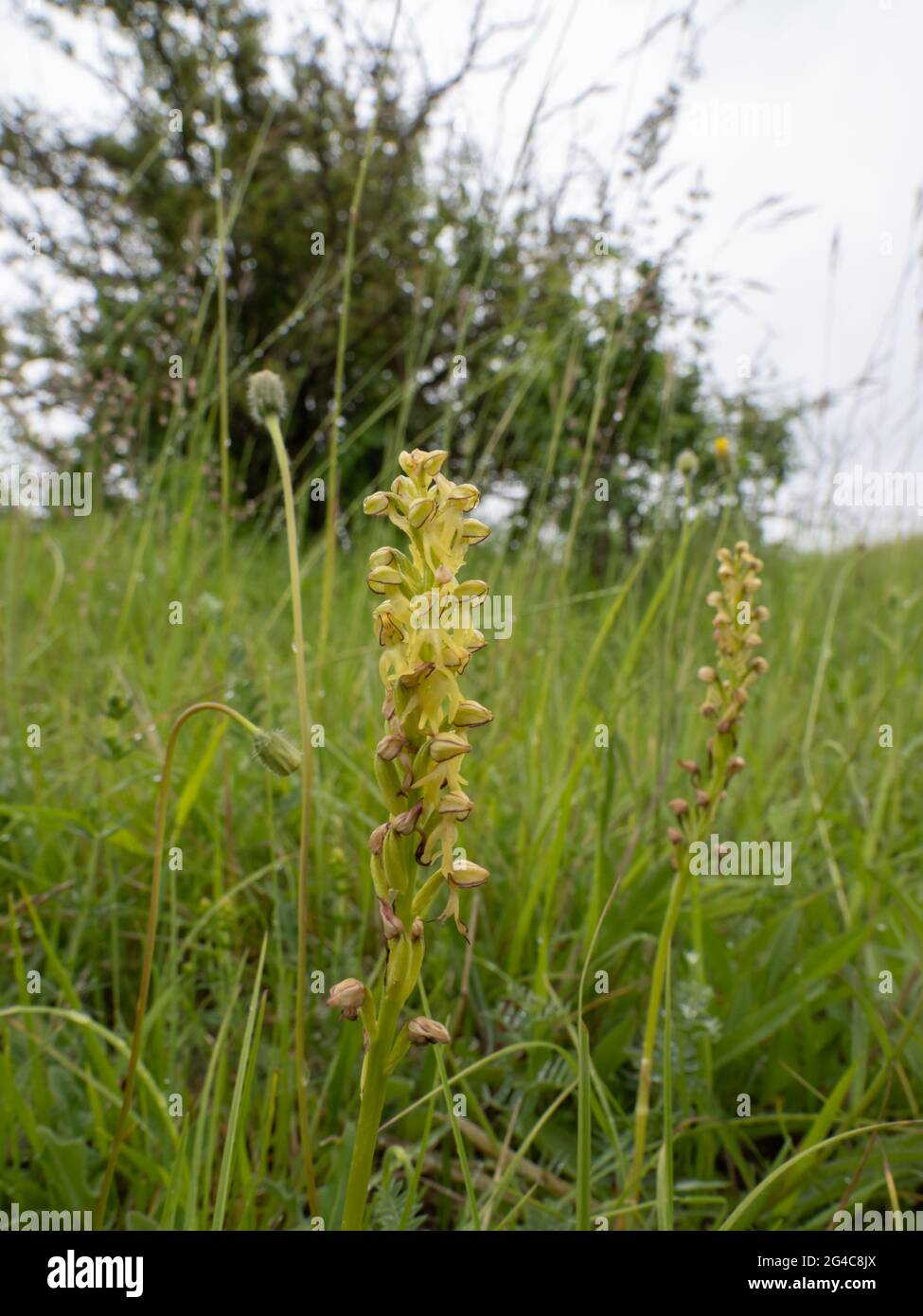 Man Orchid (Orchis anthropophora) is an endangered plant Stock Photo ...