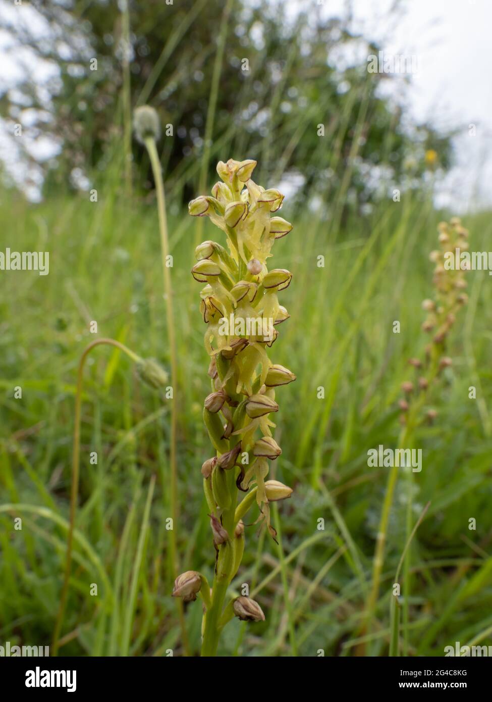 Man Orchid (Orchis anthropophora) is an endangered plant Stock Photo ...