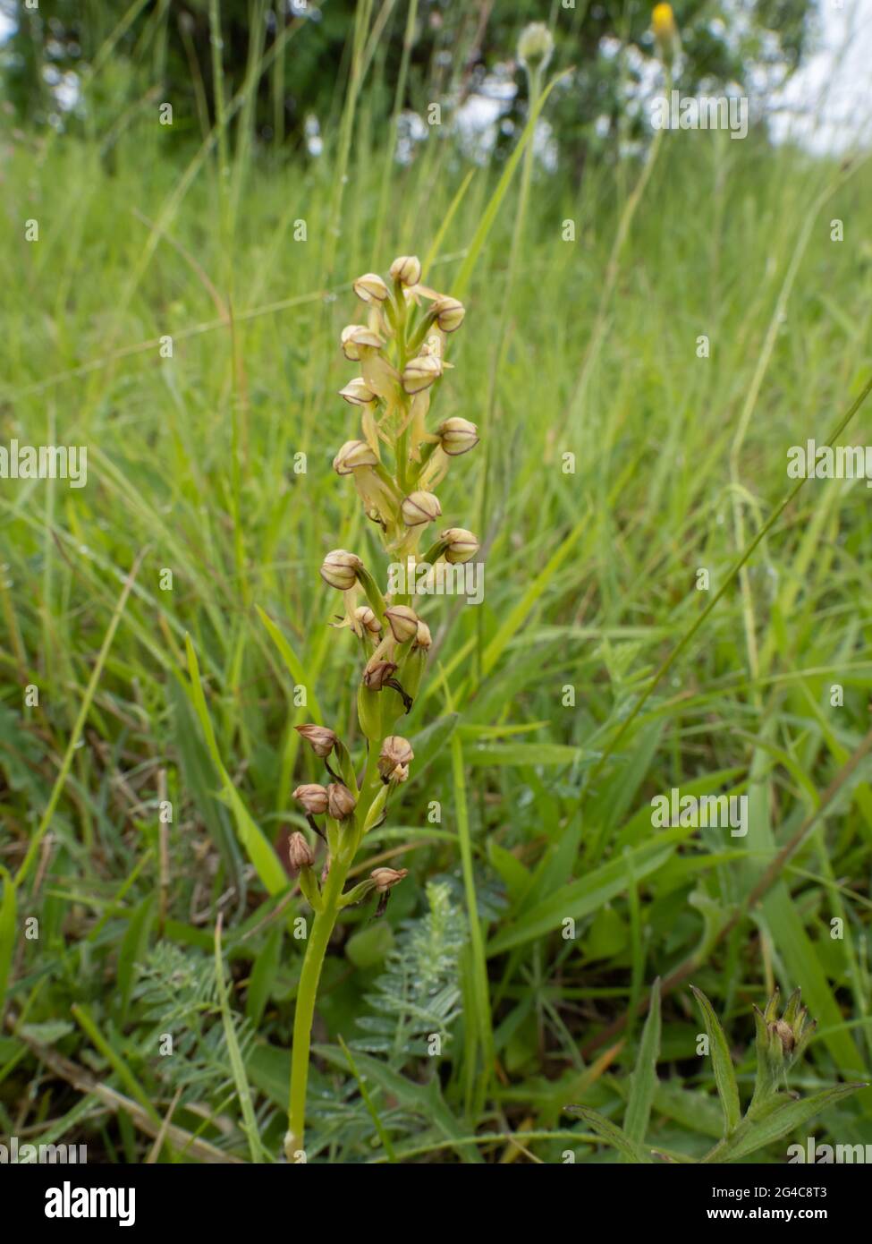 Man Orchid (Orchis anthropophora) is an endangered plant Stock Photo ...