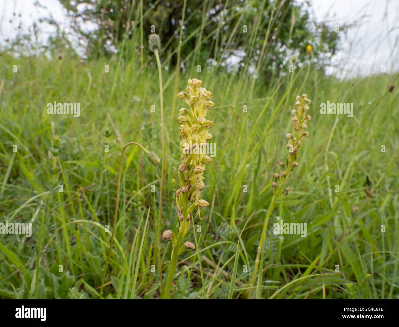 Man Orchid (Orchis anthropophora) is an endangered plant Stock Photo ...