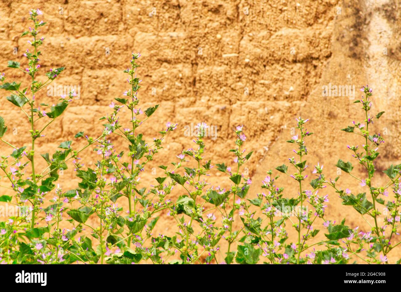 Row tall plants purple hi-res stock photography and images - Alamy