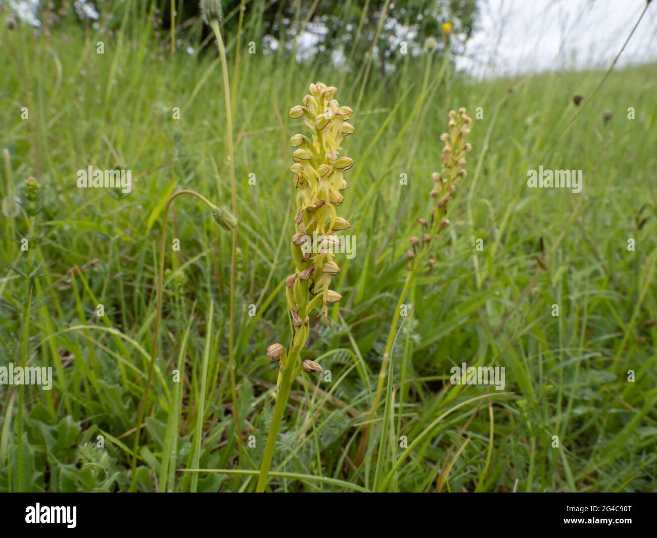 Man Orchid (Orchis anthropophora) is an endangered plant Stock Photo ...