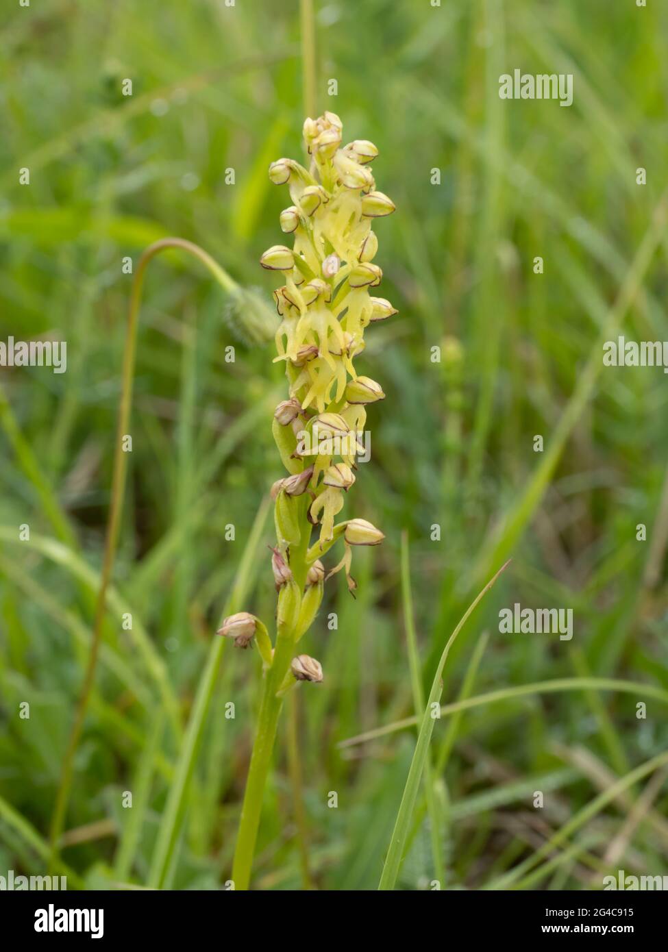 Man Orchid (Orchis anthropophora) is an endangered plant Stock Photo ...