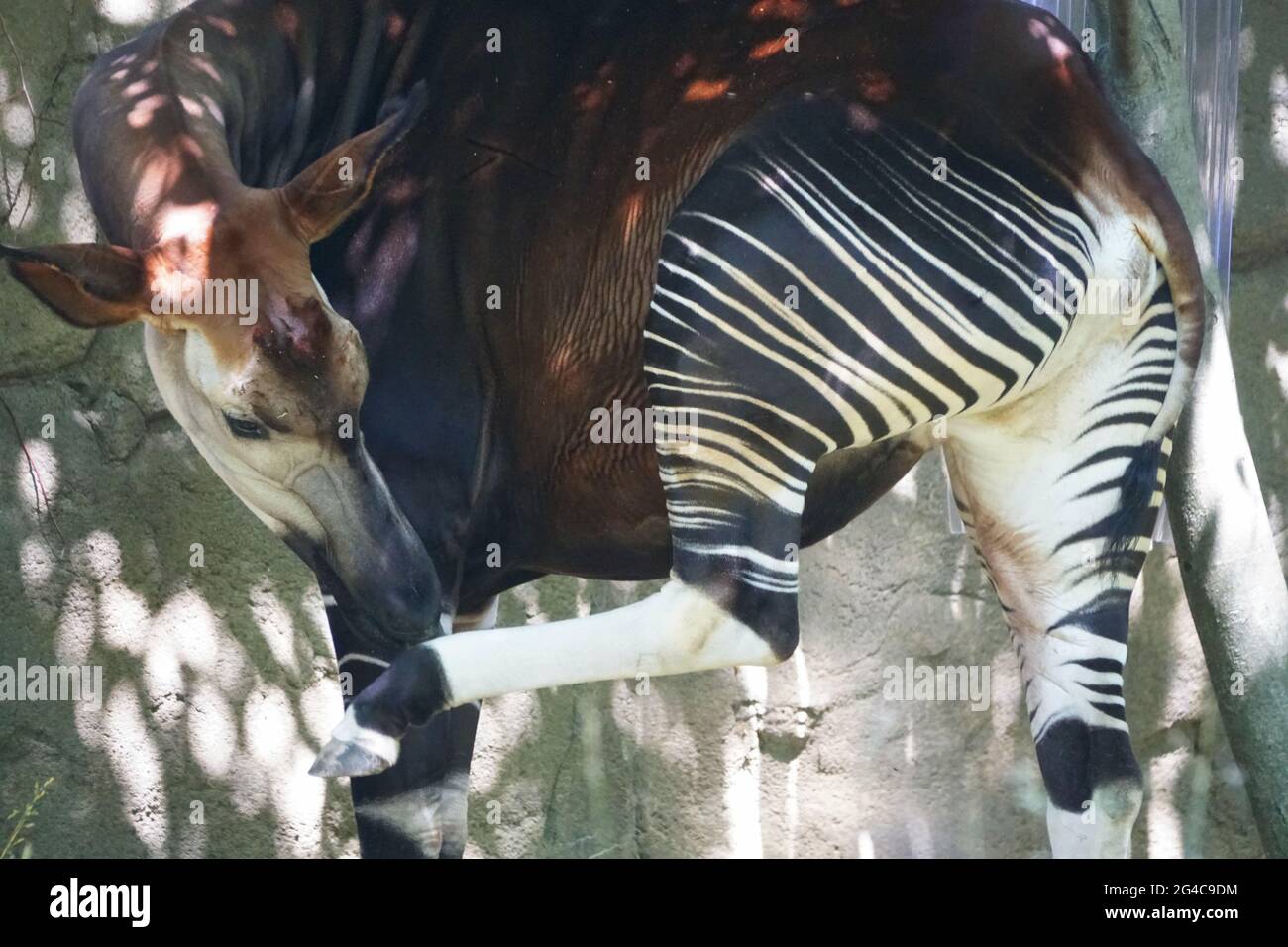 Close up of the beautiful fur patterns on an Okapi, originally from ...