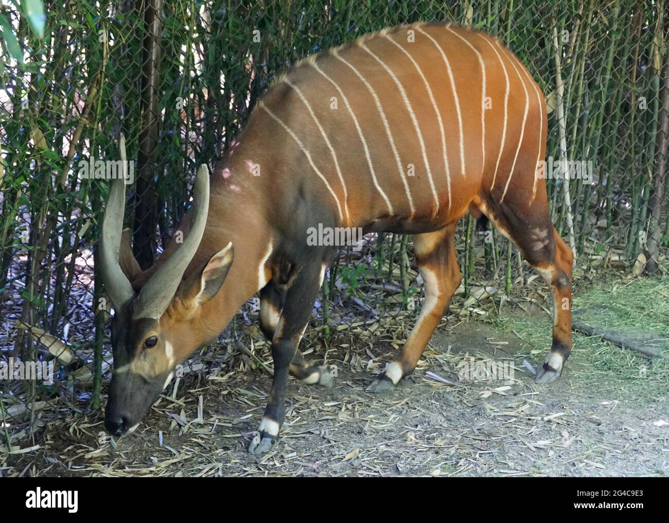 The shy and reclusive Bongo, one of the largest forest antelopes from ...