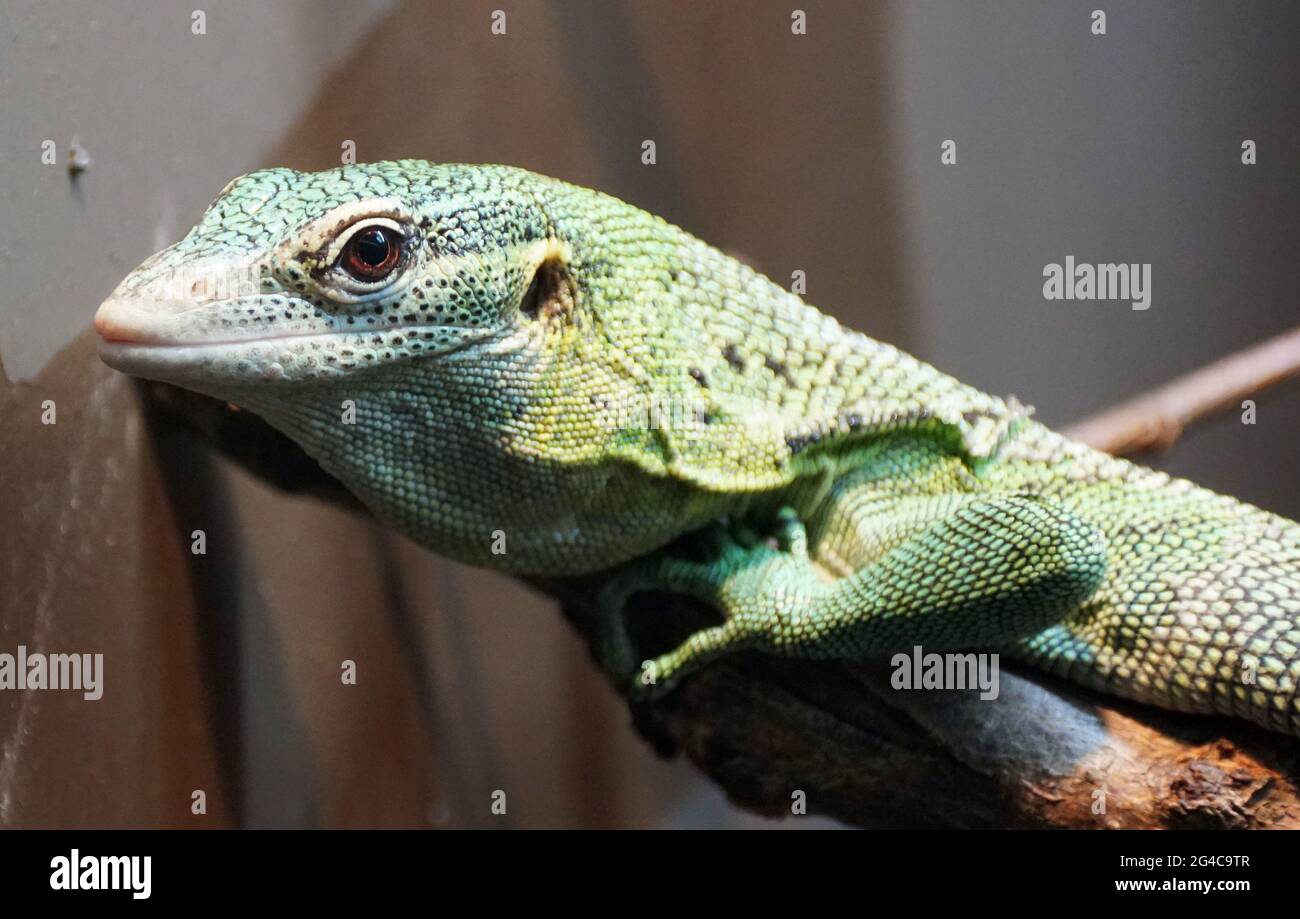 Close up of the beautiful color of Green Tree Monitor, originally from ...