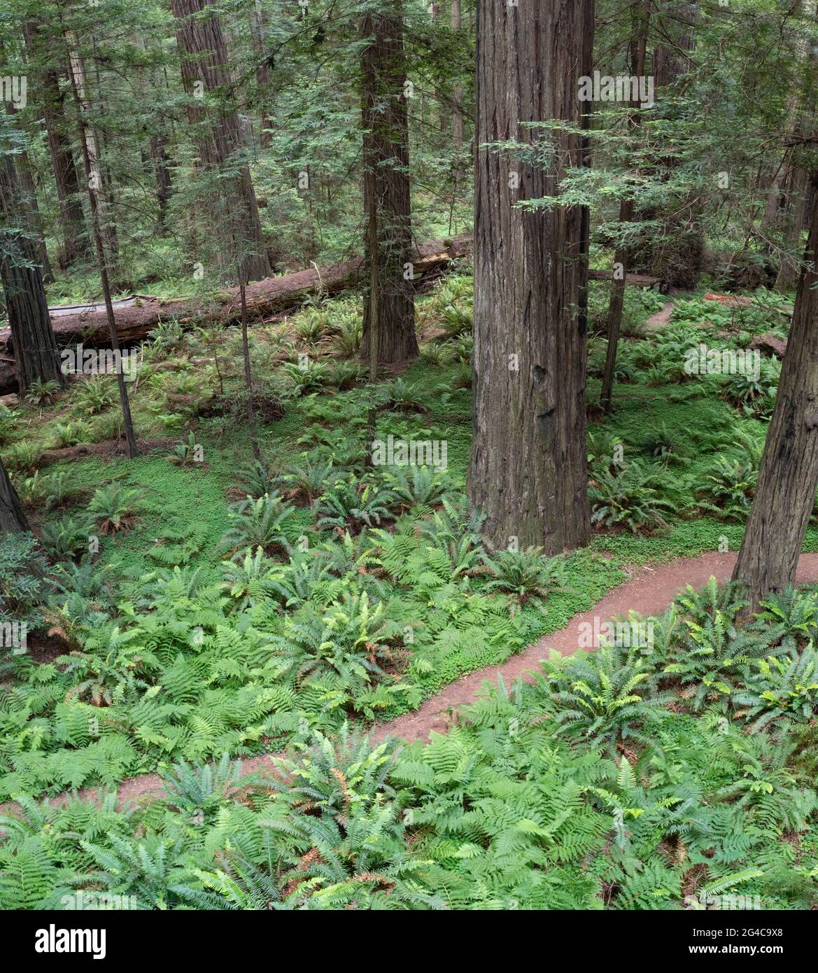 Huge Coastal Redwood trees, Sequoia sempervirens, thrive in the moist ...