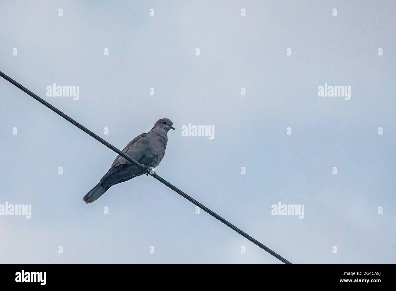 Dove on a wire hi-res stock photography and images - Alamy