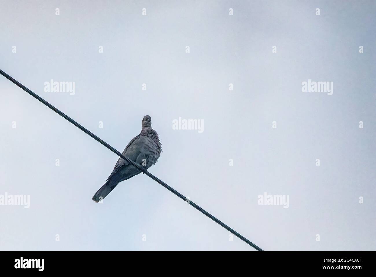 Dove on a wire hi-res stock photography and images - Alamy