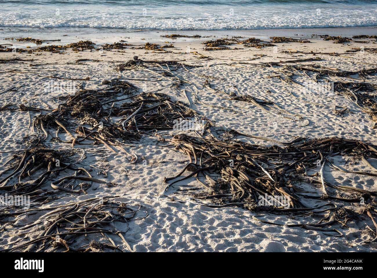 Kelp seaweed washed ashore onto the coastline near Kommetjie on South ...