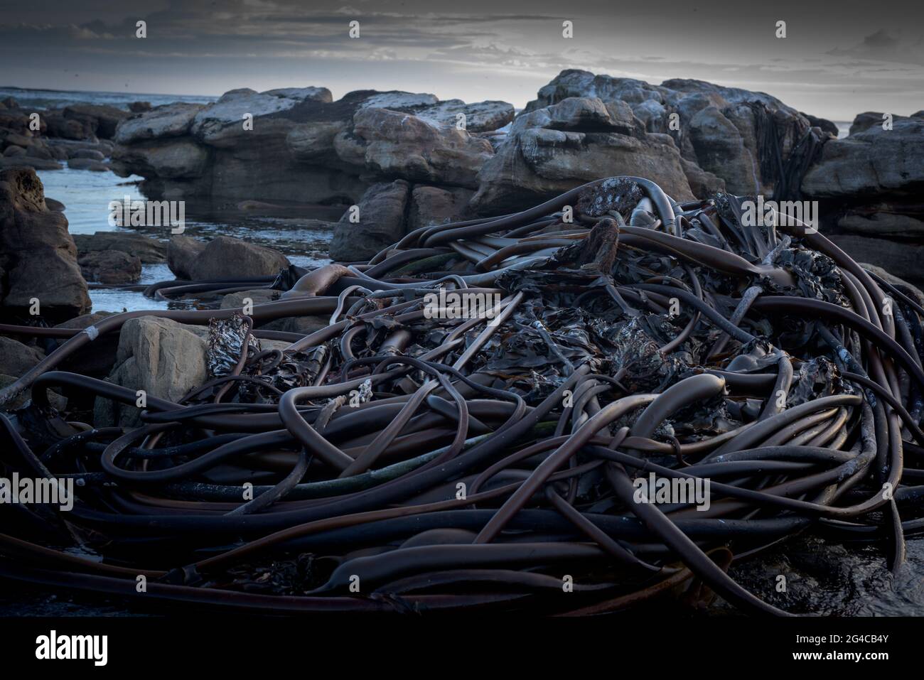 Tangle of seaweed hi-res stock photography and images - Alamy