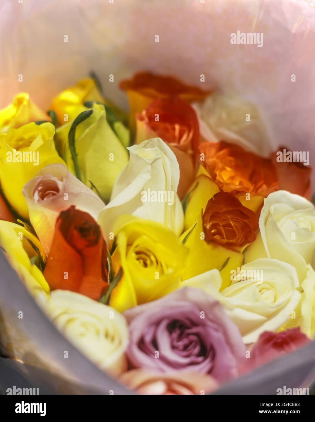 Different color roses hi-res stock photography and images - Alamy