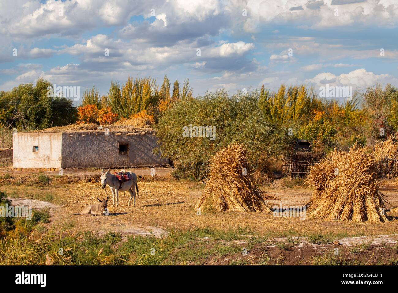 Village scene in the fall in Uzbekistan Stock Photo - Alamy