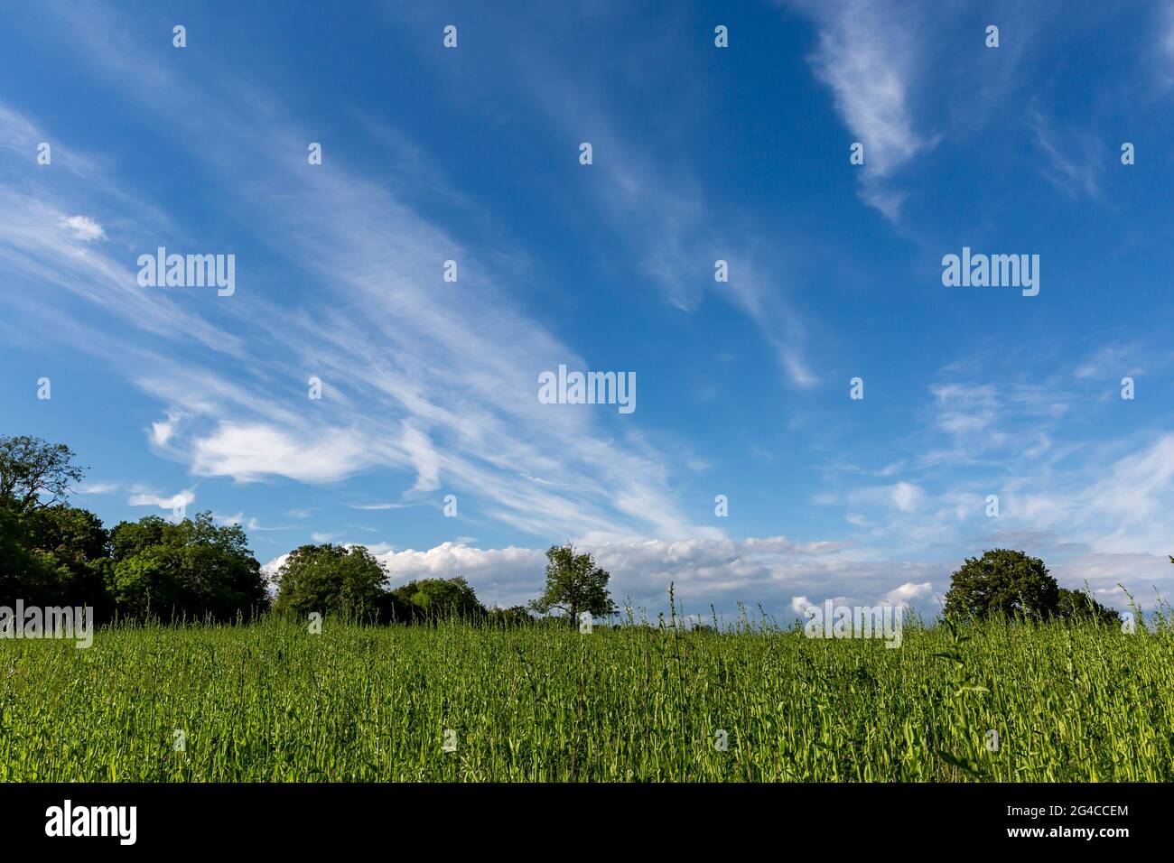 Wispy growth hi-res stock photography and images - Alamy