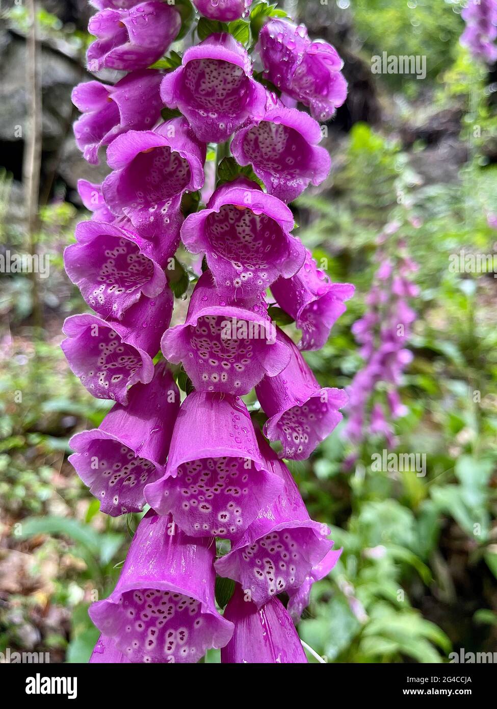 Digitalis pink flower hi-res stock photography and images - Alamy