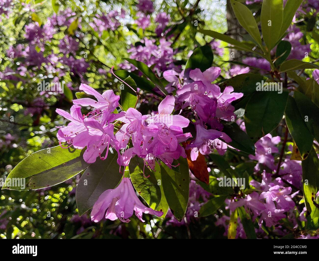 Waterfall cherry blossom hi-res stock photography and images - Alamy