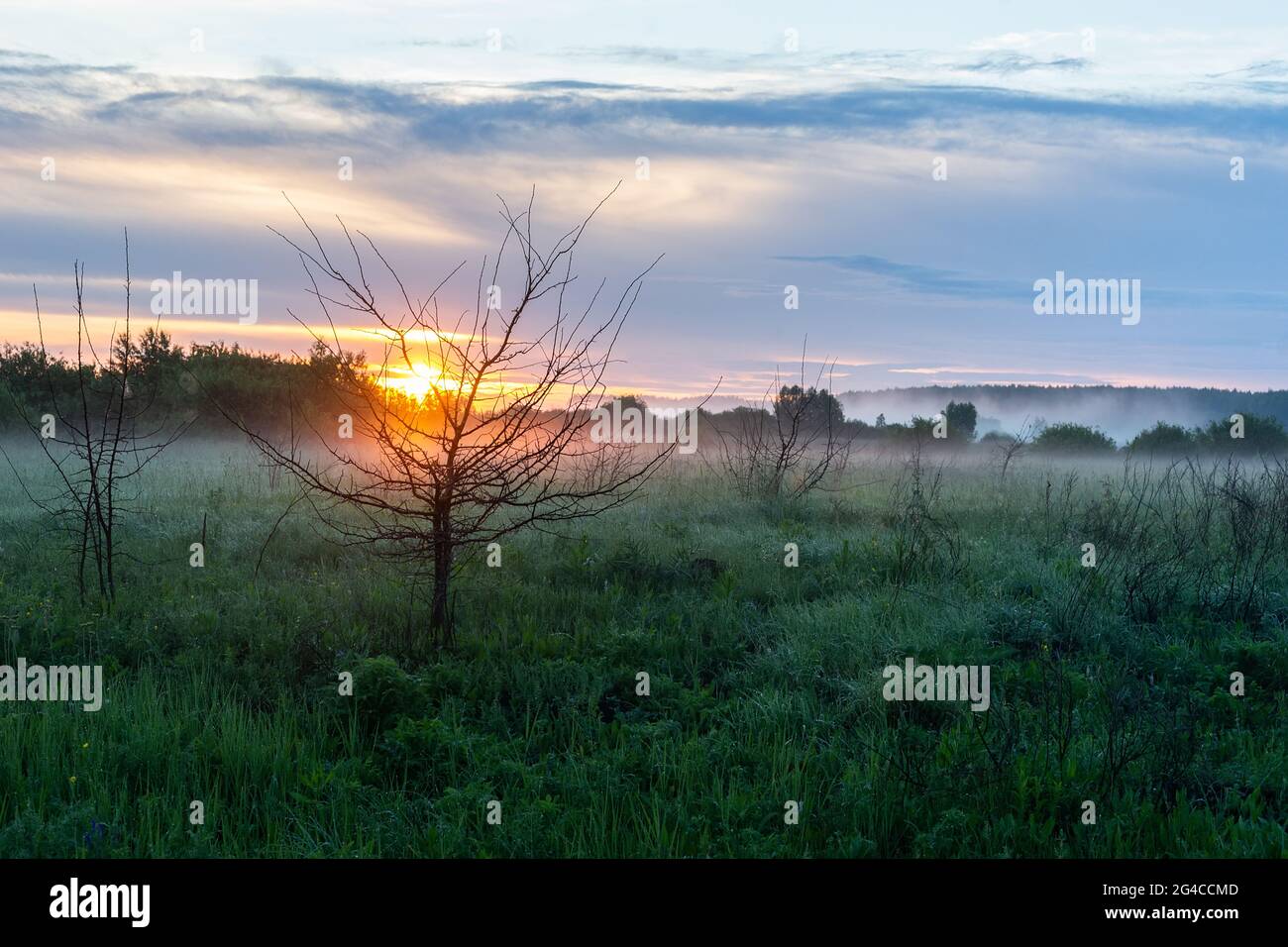 quiet evening on the field in early spring. Bright green grass and ...