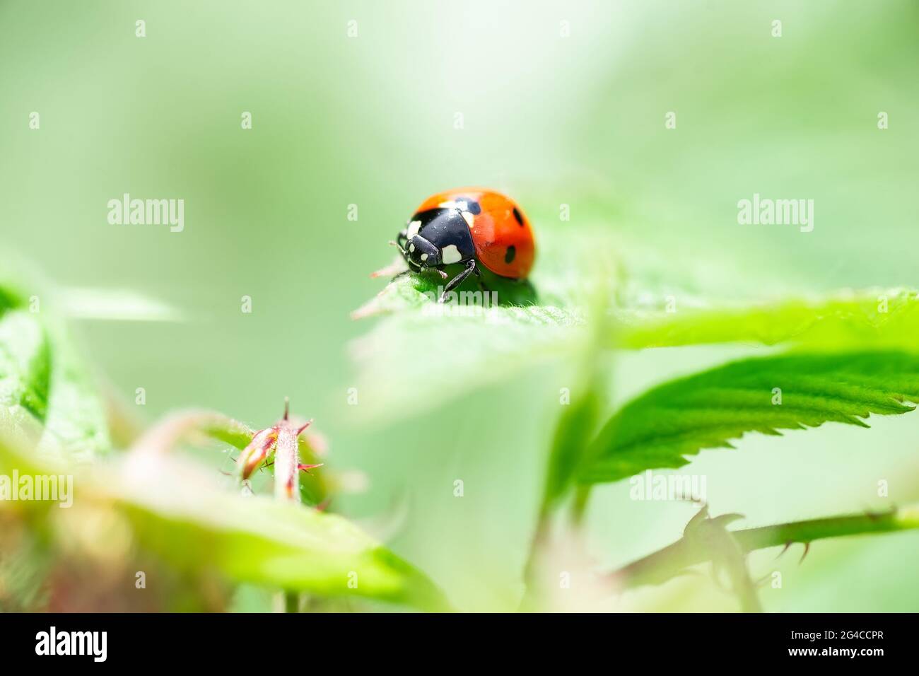 macro of a ladybug (coccinella magnifica) on verbena leafs eating ...