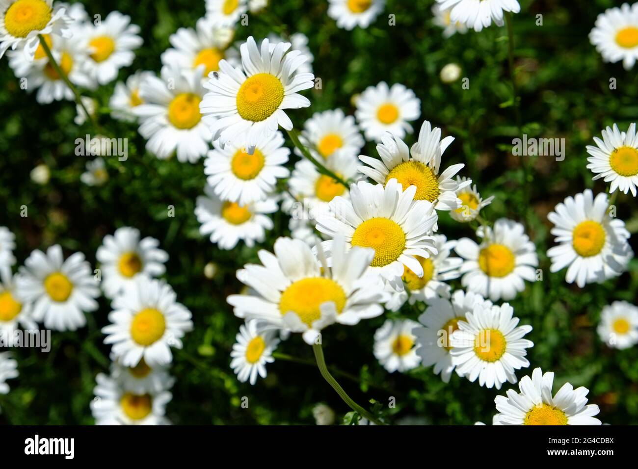 Garden full of oxeye daisies hi-res stock photography and images - Alamy