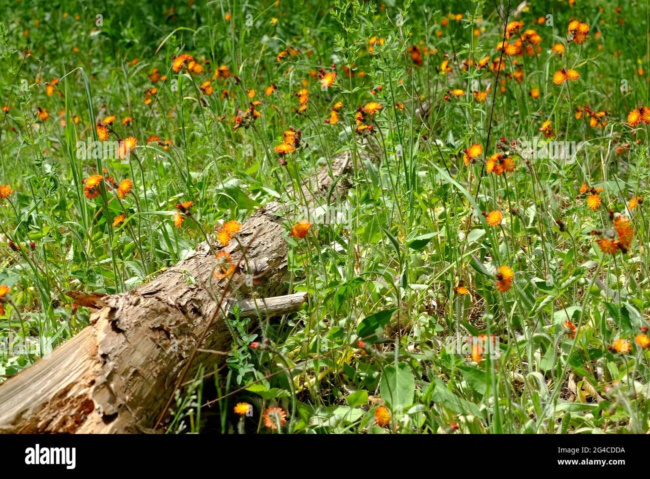 A field of devil's paintbrush (Hieracium aurantiacum) bu a fallen tree ...