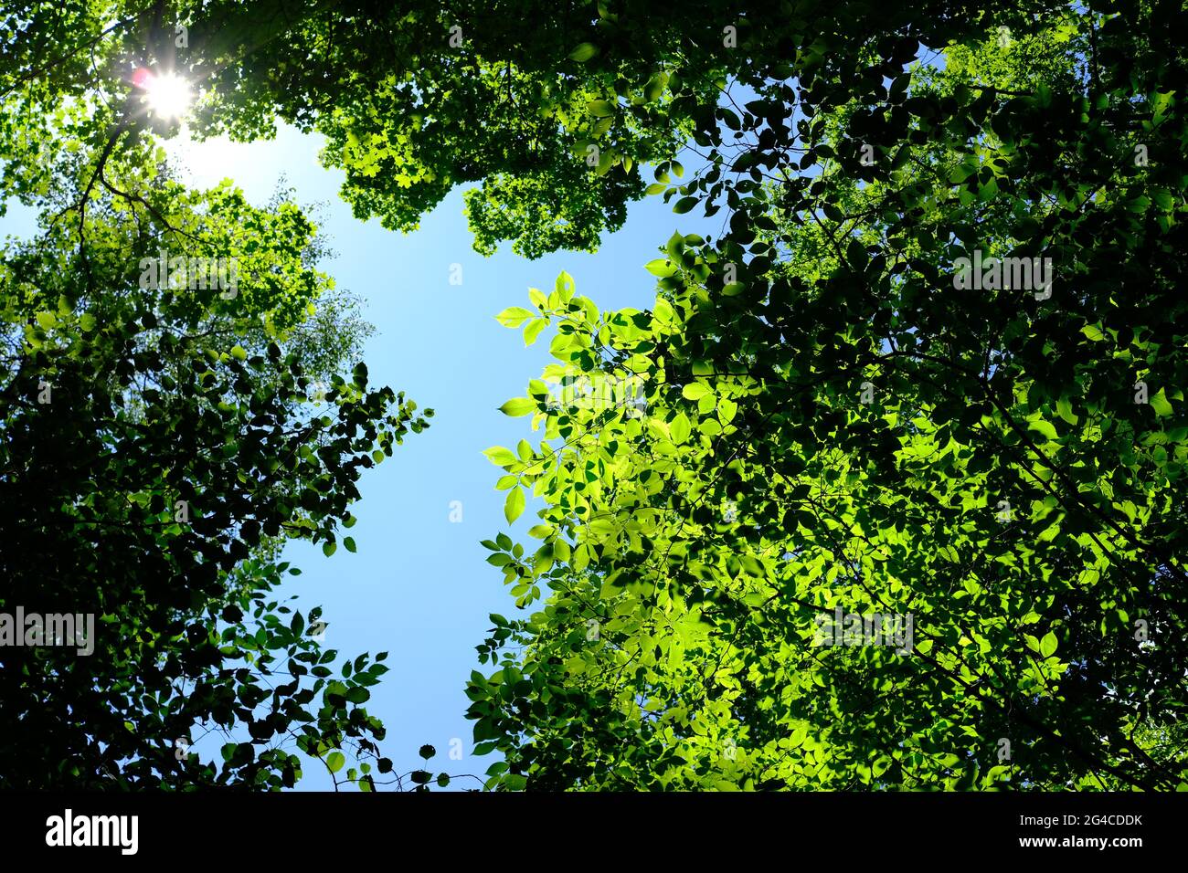 Forest bathing at its finest! Leafy scene in summer time in a Quebec ...