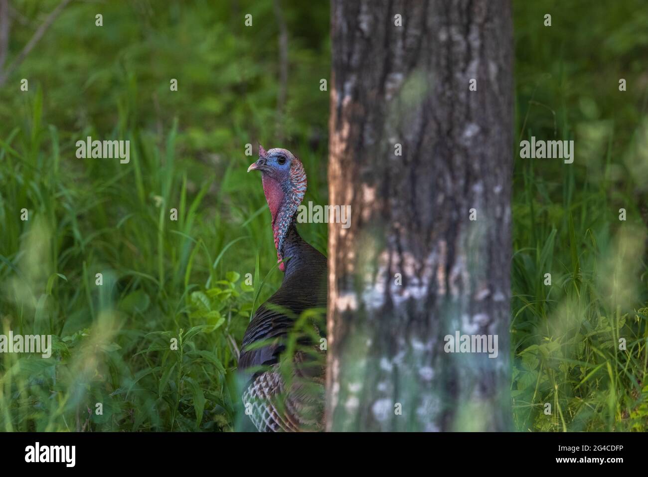 Peeking turkey hi-res stock photography and images - Alamy