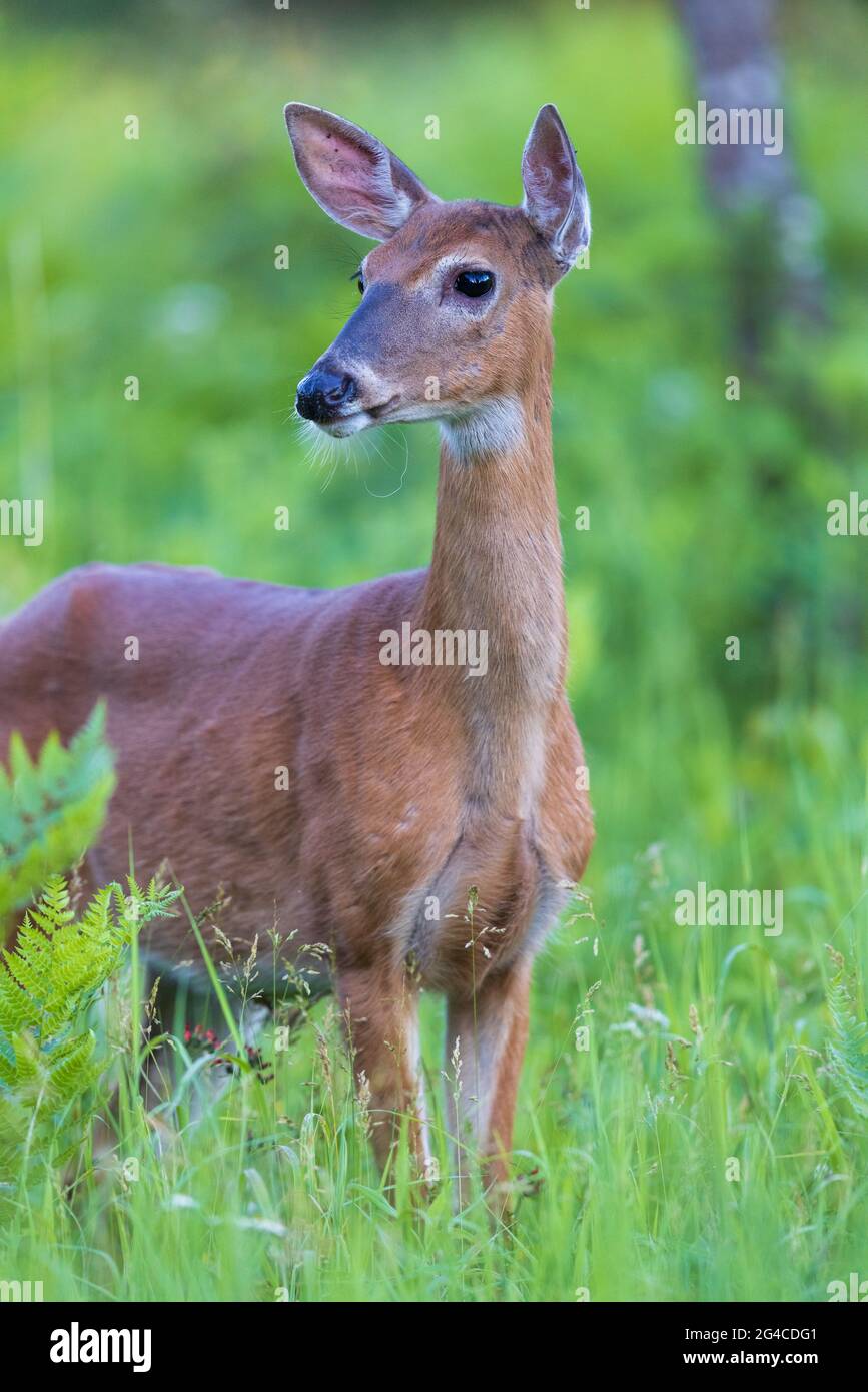 White tailed doe portrait hi-res stock photography and images - Alamy