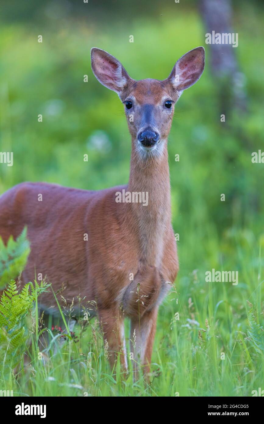 White tailed doe portrait hi-res stock photography and images - Alamy