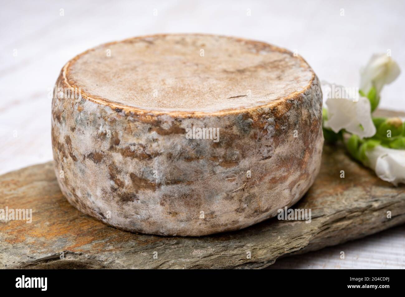 Cheese collection, matured cow cheese with mold tommette de savoie from ...