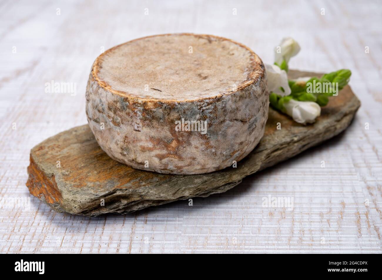 Cheese collection, matured cow cheese with mold tommette de savoie from ...