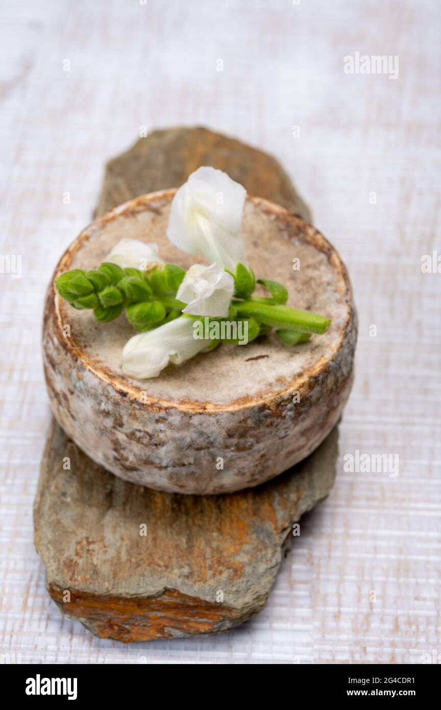 Cheese collection, matured cow cheese with mold tommette de savoie from ...