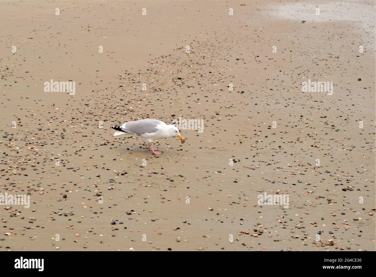 Seashells at sea side hi-res stock photography and images - Alamy