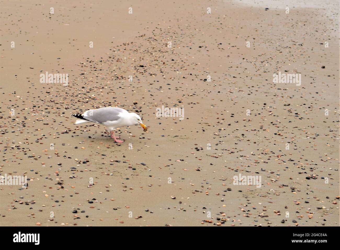 A seagull is walking at a beach picking some seashells Stock Photo - Alamy