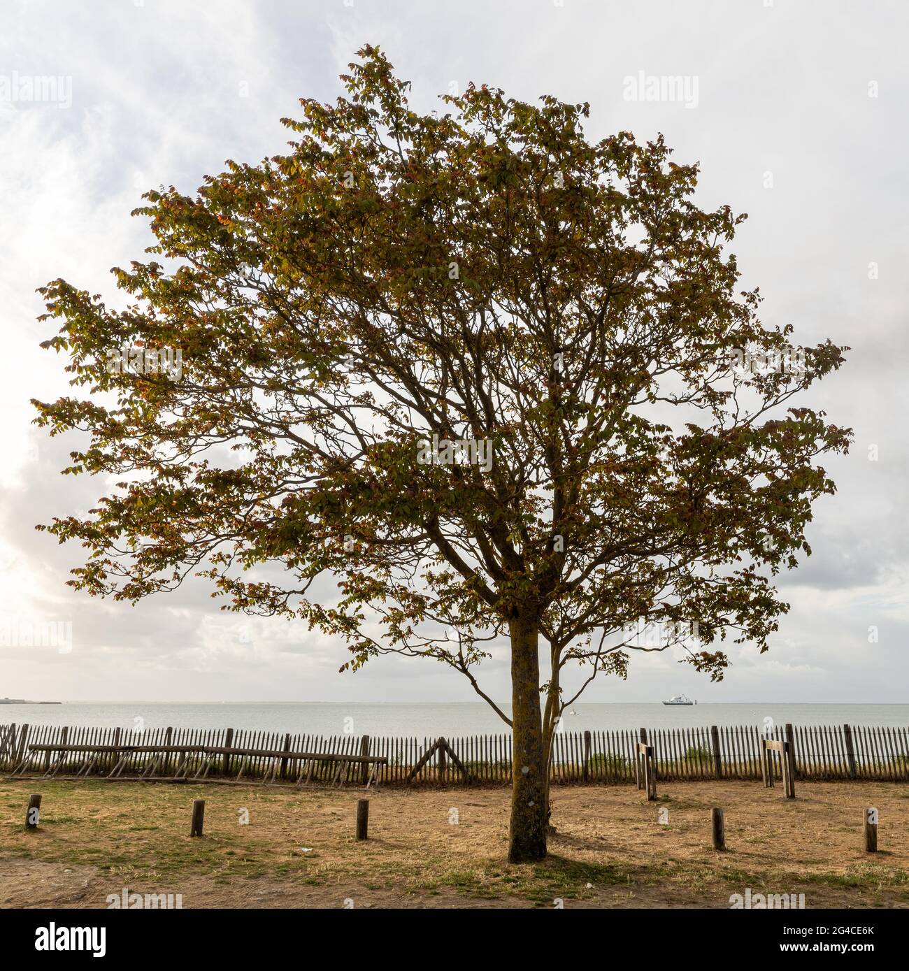 Alone tree in springtime on beautiful seascape - Nature concept Stock ...