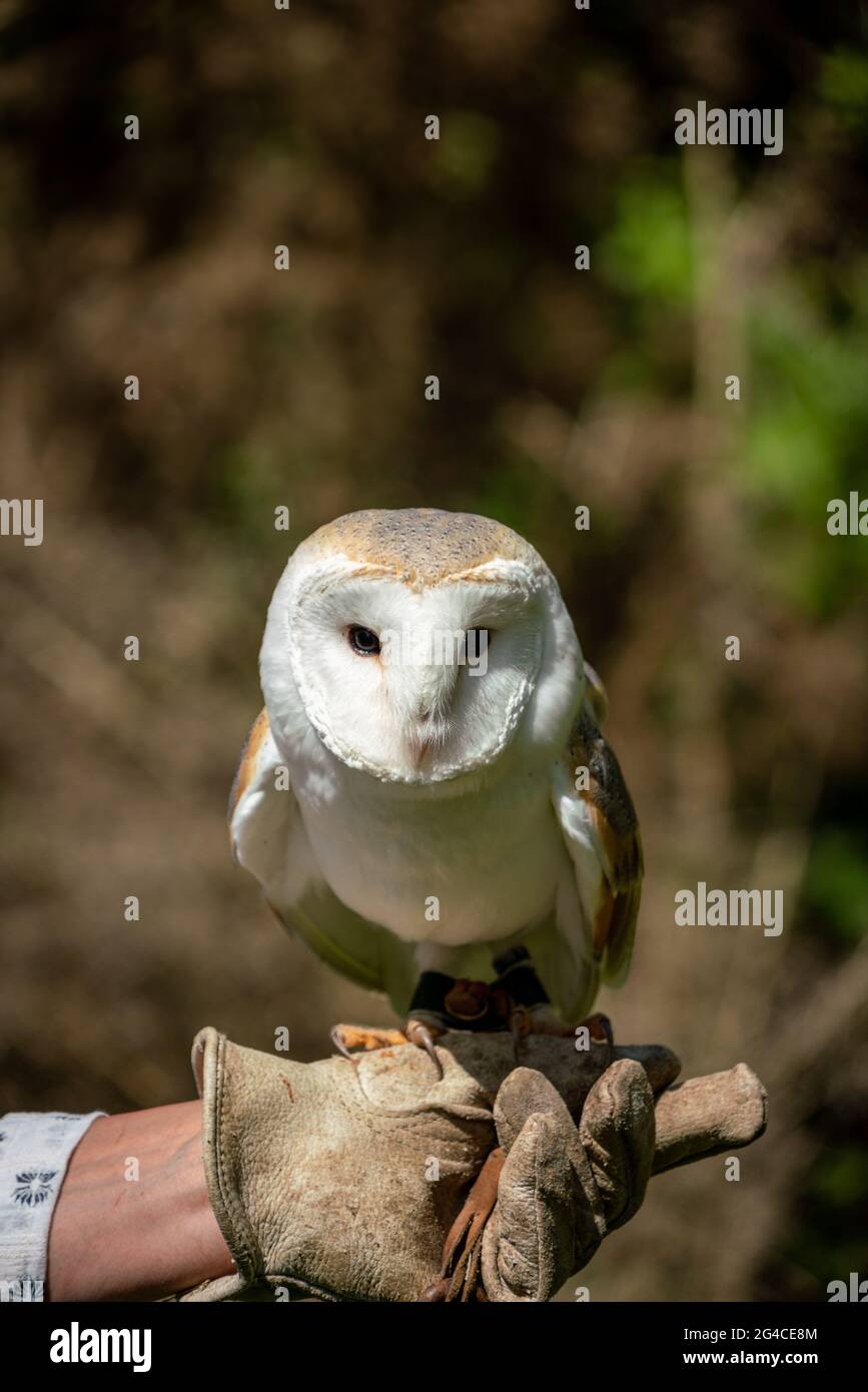 barn owl bird of prey brown and white silent killer Stock Photo - Alamy
