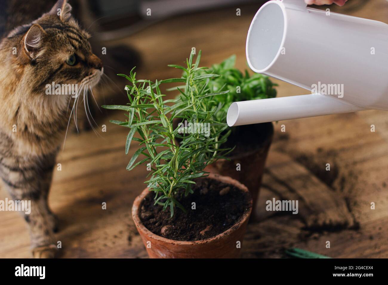 Cute tabby cat looking at watering fresh green basil and rosemary plant ...