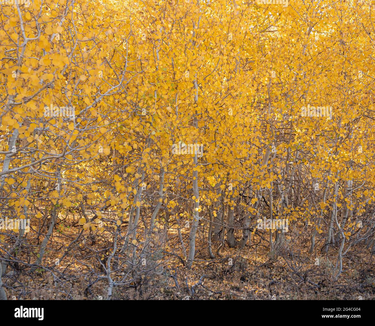 Cluster of Aspen trees in the Fall in the Hope Valley of California ...