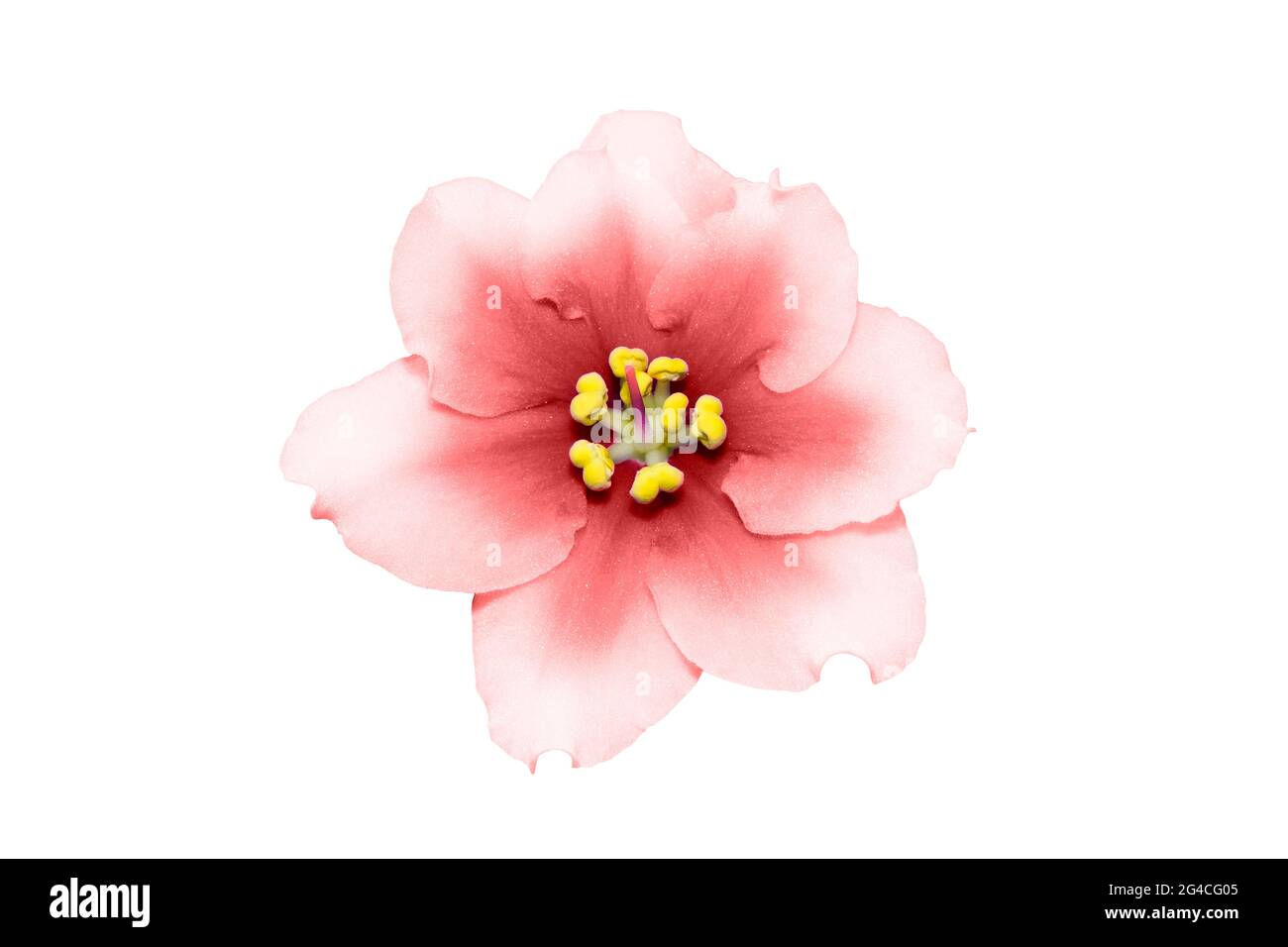 Beautiful pink and coral flower african violet isolated on white macro ...