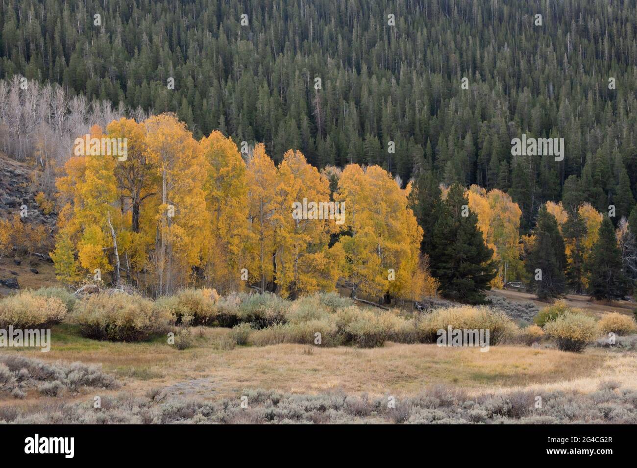 Coniferous and deciduous trees grove hi-res stock photography and ...