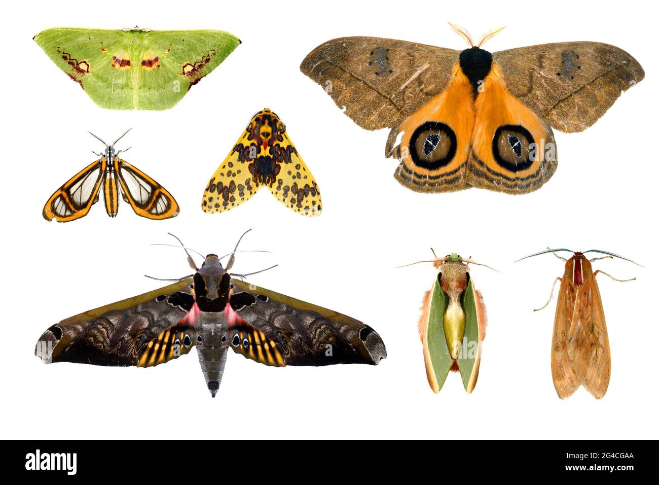 Rainforest moths hi-res stock photography and images - Alamy