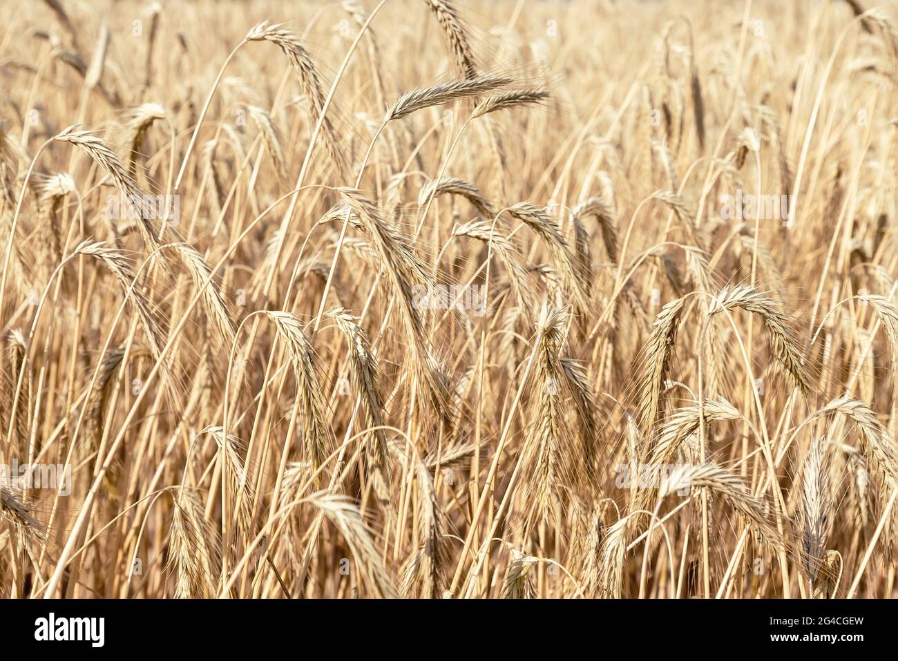 Summer autumn fall wheatfield hi-res stock photography and images - Alamy