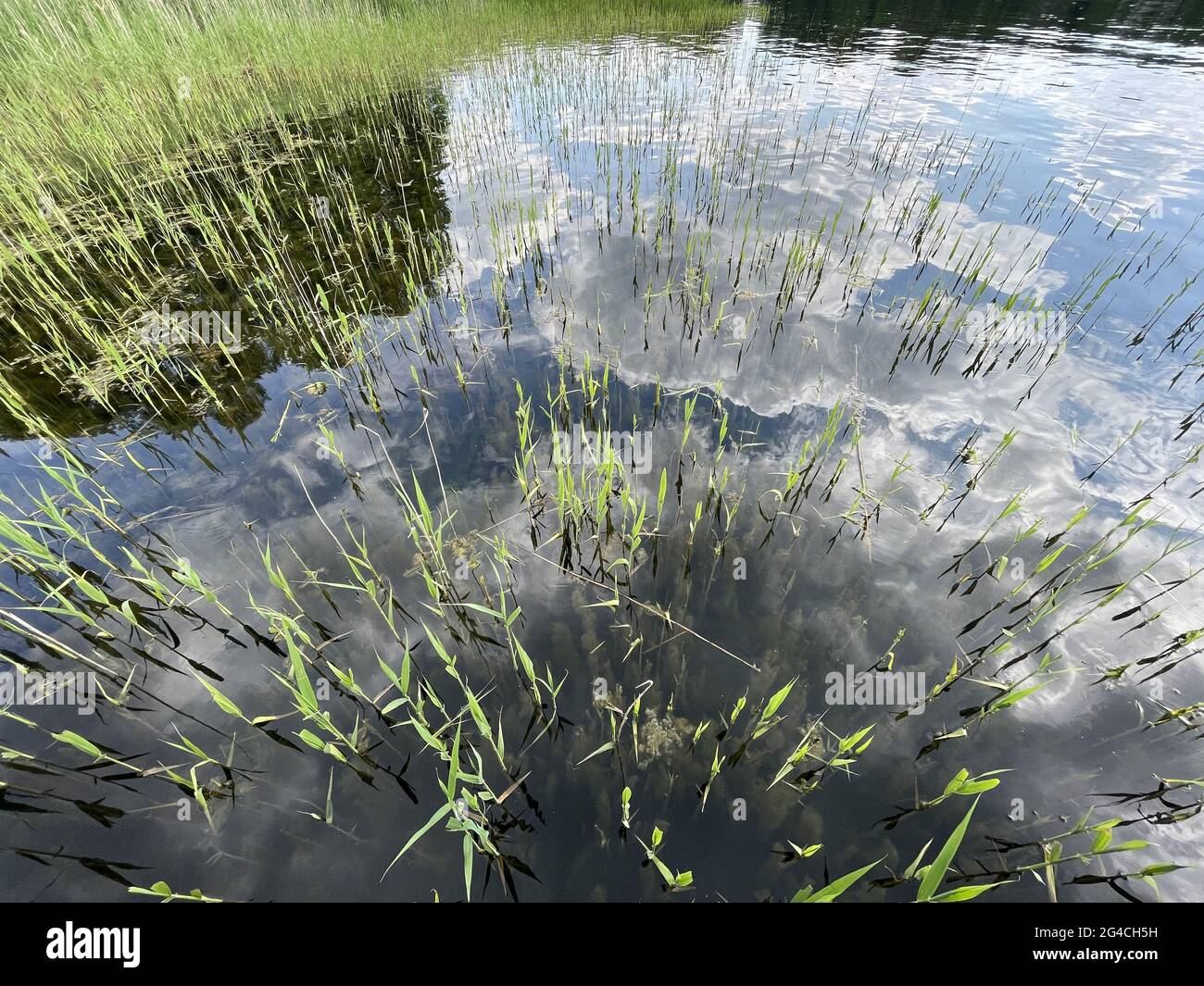 A high angle shot of a swamp reflecting the clouds in the sky Stock ...