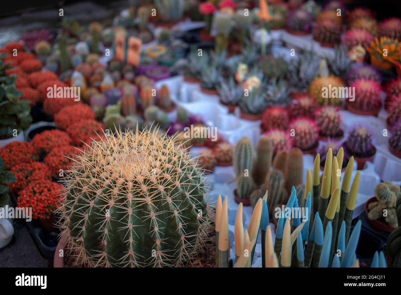 Various cacti displayed in a flower shop Stock Photo - Alamy
