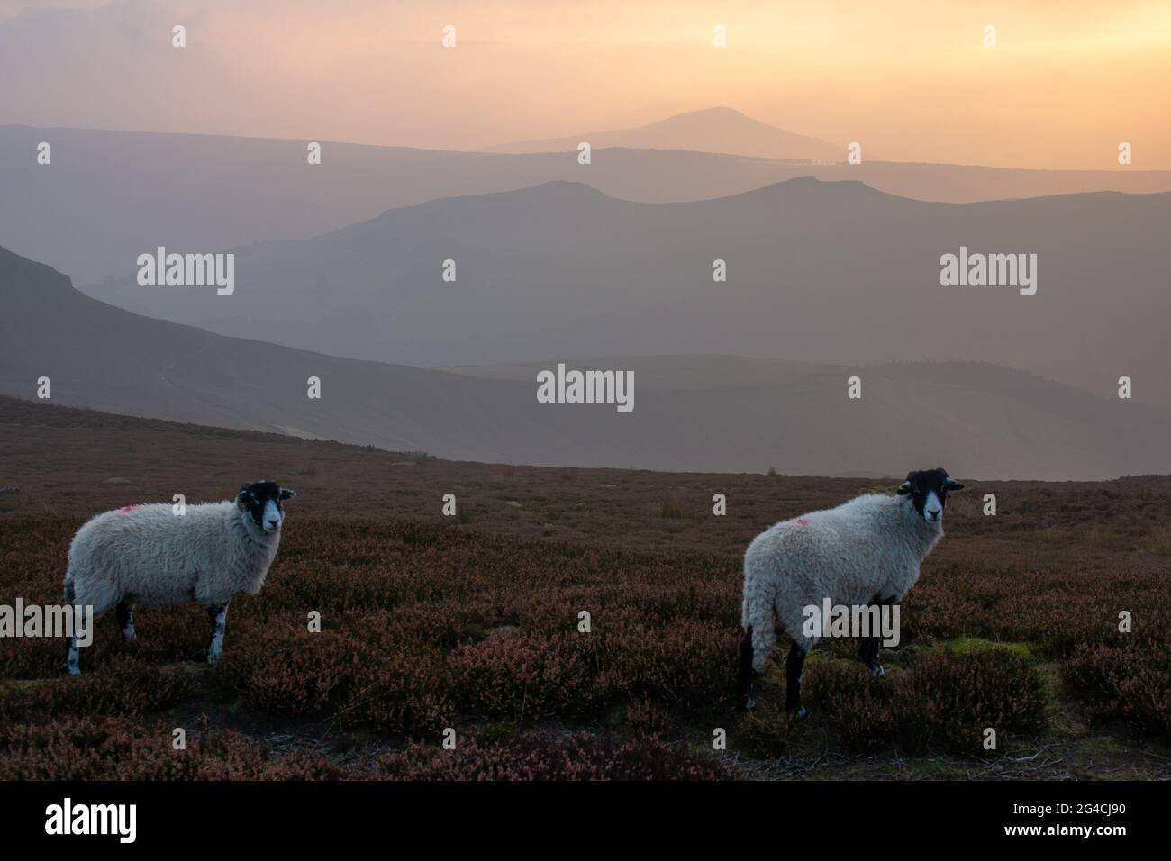 Sheep on the hills around Ladybower water reserve in the evening fog at ...