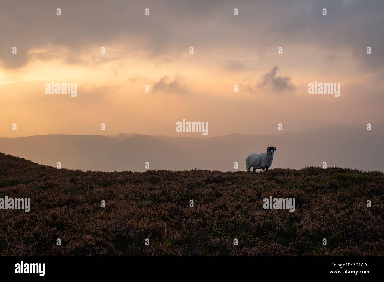 A sheep seen at sunset while hiking around Ladybower water reserve in ...