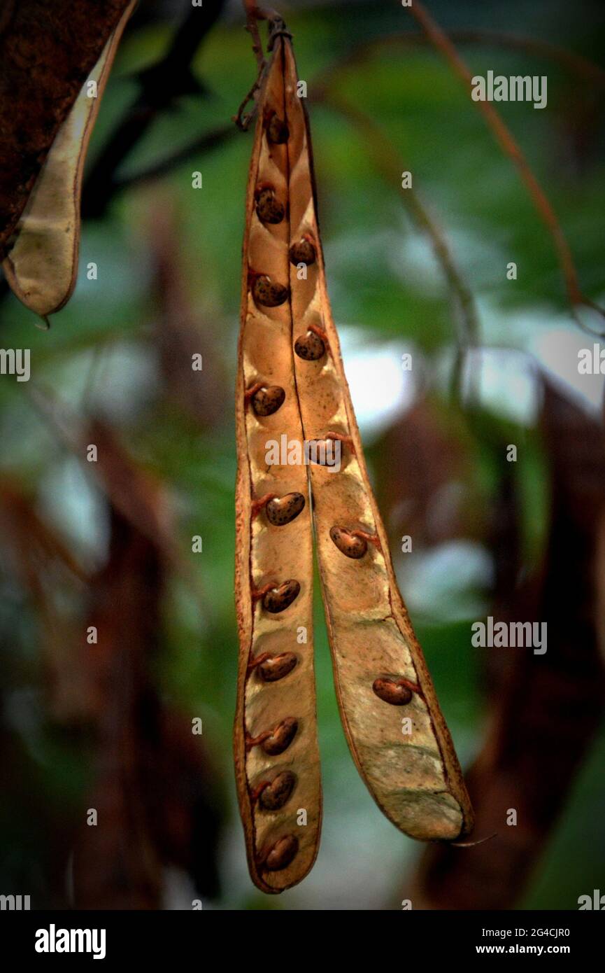 A closeup of acacia pods hanging on a tree branch Stock Photo - Alamy