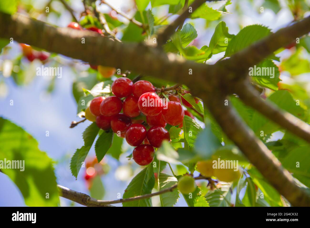 Branch with ripe sweet cherries and leaves Stock Photo - Alamy