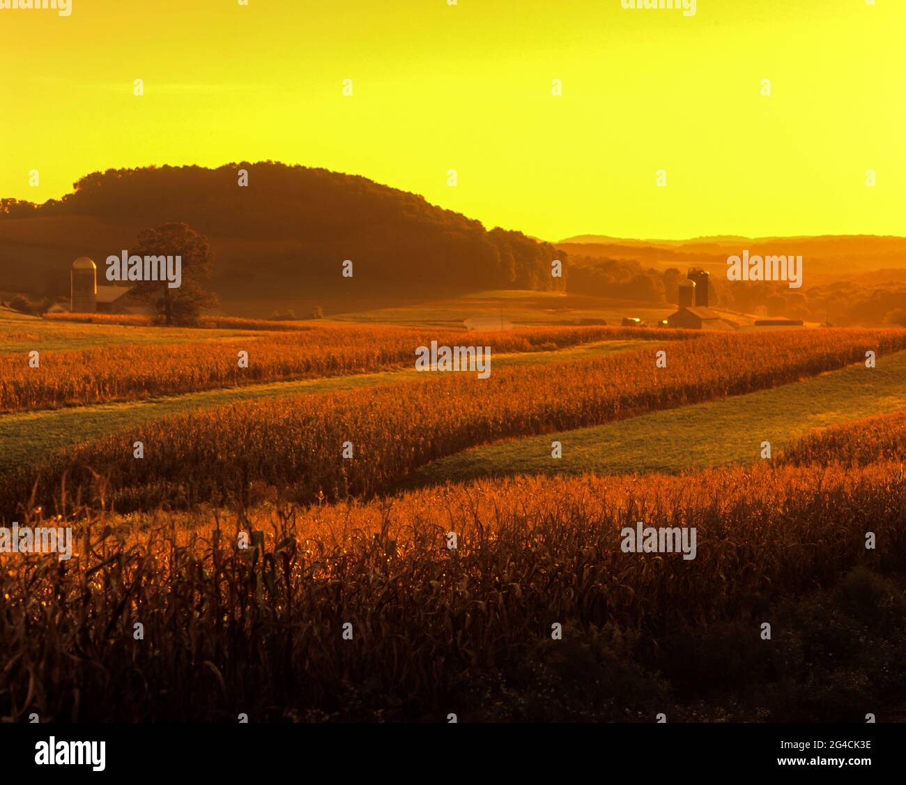 FARM CORNFIELDS BROOKVILLE JEFFERSON COUNTY PENNSYLVANIA USA Stock ...