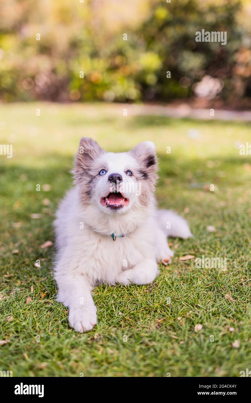Border collie puppy dog pretty cute playing on a park. Domestic canine ...