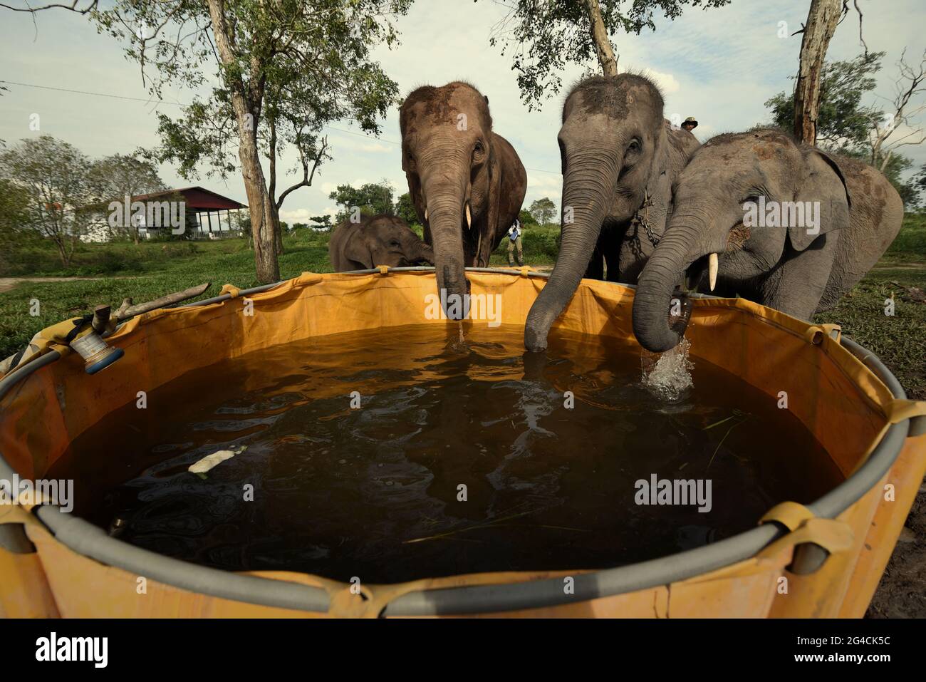 Elephants drinking from the elephant drink facility at Sumatran ...
